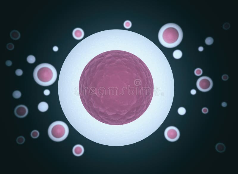Human Egg Cells on Dark Background Stock Illustration - Illustration of ...