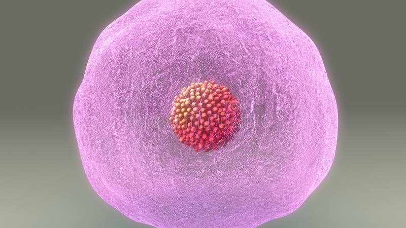 Human Egg Cell Visible