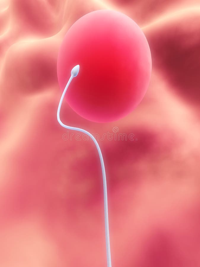 Fertilization Sperm Human Egg Stock Illustrations 2 946 Fertilization