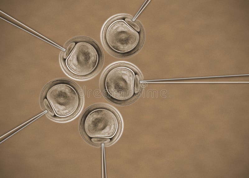 Human eggs stock illustration. Illustration of nucleic - 23718549