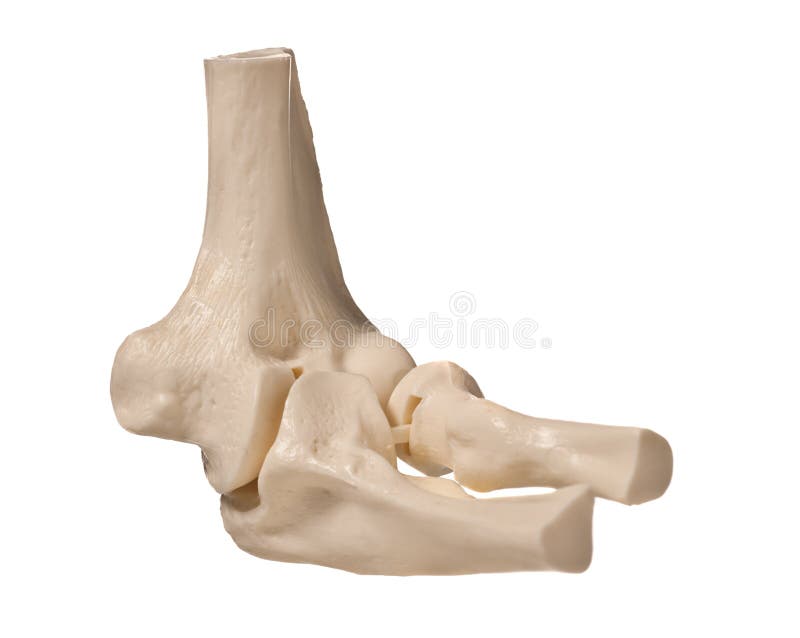 3D elbow joint / bones stock photo. Image of joint, medical - 26791346
