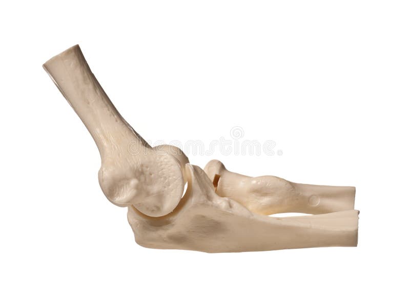 Human elbow stock image. Image of anatomy, hospital, view - 27724533