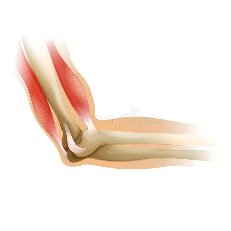 Human elbow stock illustration. Illustration of sports - 33356996