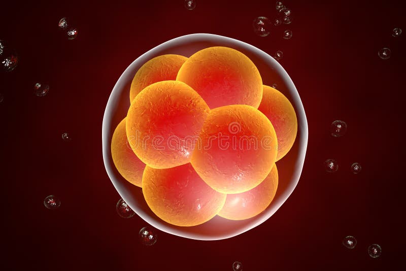 Human Embryo on Colorful Background Stock Illustration - Illustration ...