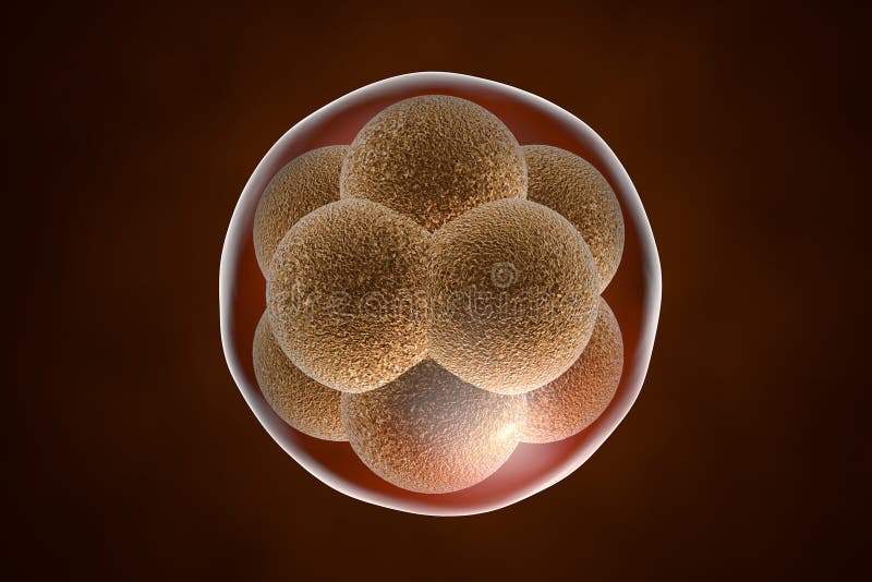 Human Embryo Colorful Background Stock Illustrations – 236 Human Embryo ...