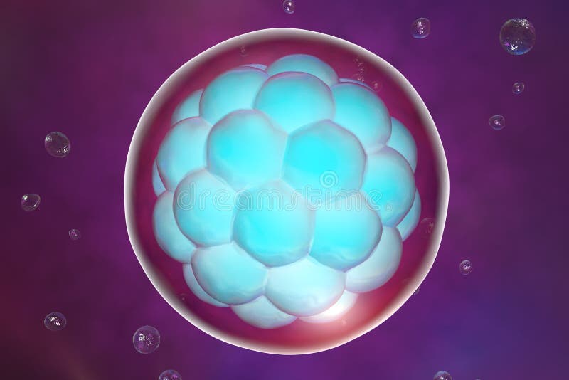 Human Embryo Colorful Background Stock Illustrations – 236 Human Embryo ...