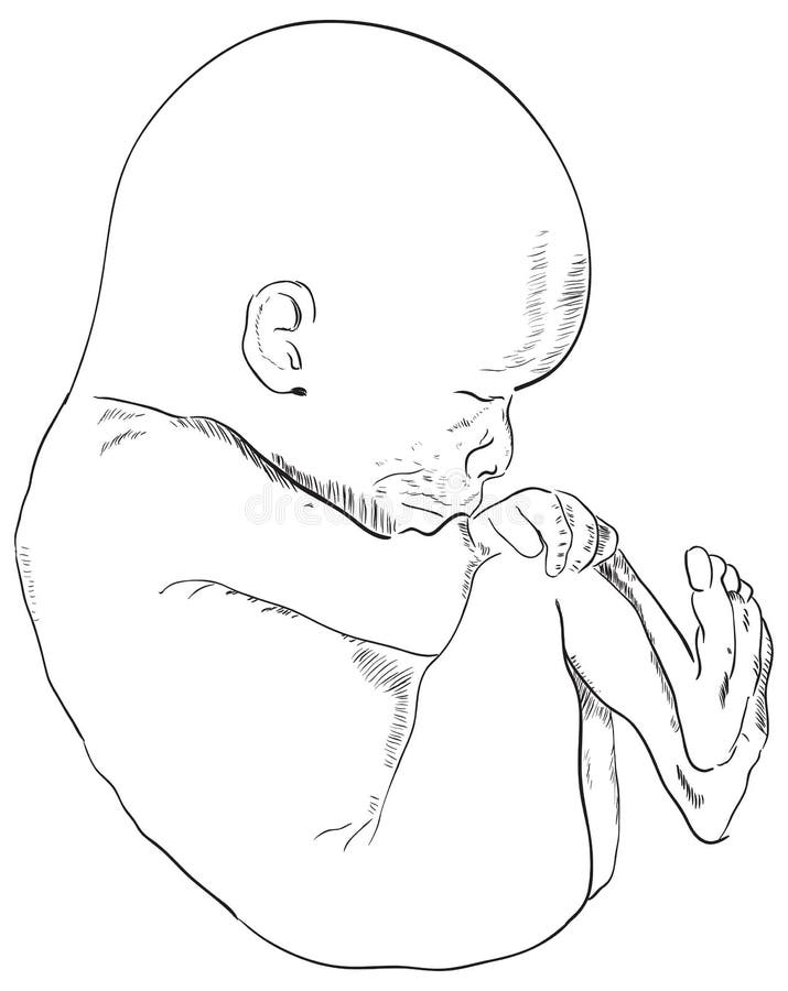 Human embryo stock vector. Illustration of diagram, fetus - 37774521