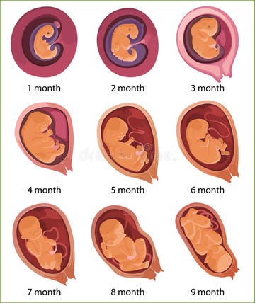 Fetal Evolution Stock Illustrations – 86 Fetal Evolution Stock ...