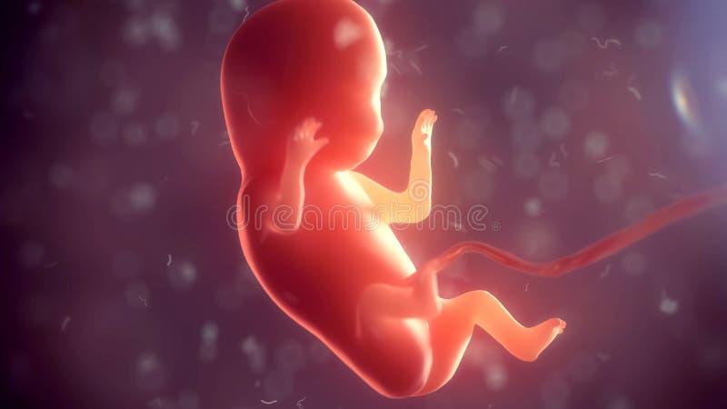 Human Embryo Inside Body. 3d Illustration Stock Illustration ...