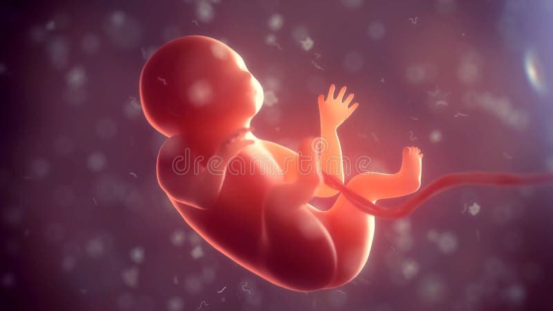 Human Embryo in the Uterus, Scientifically Accurate 3D Illustration ...