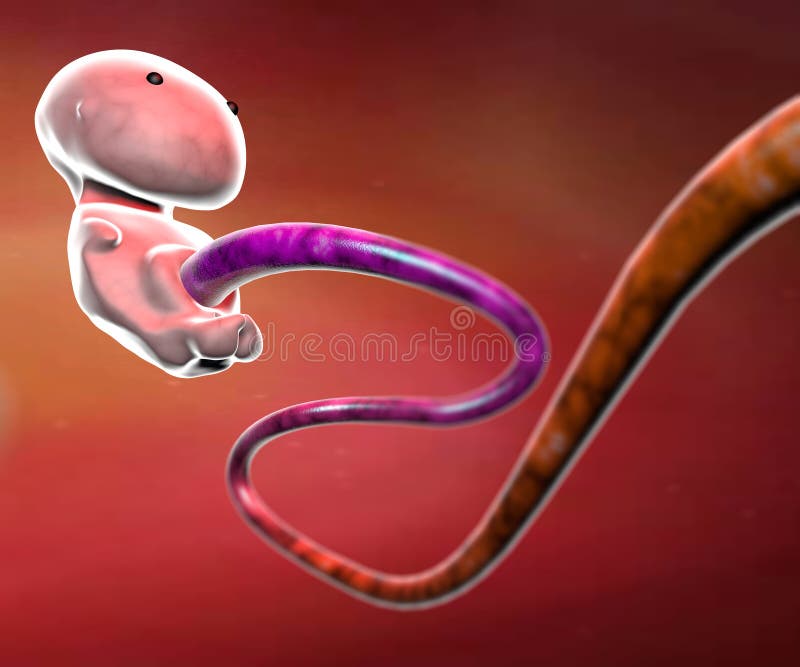 Human Embryo Or Fetus Inside Womb. 3D Rendered Illustration Stock ...