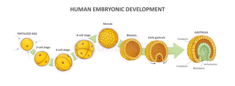 Development of the Zygote Diagram Stock Vector - Illustration of ...
