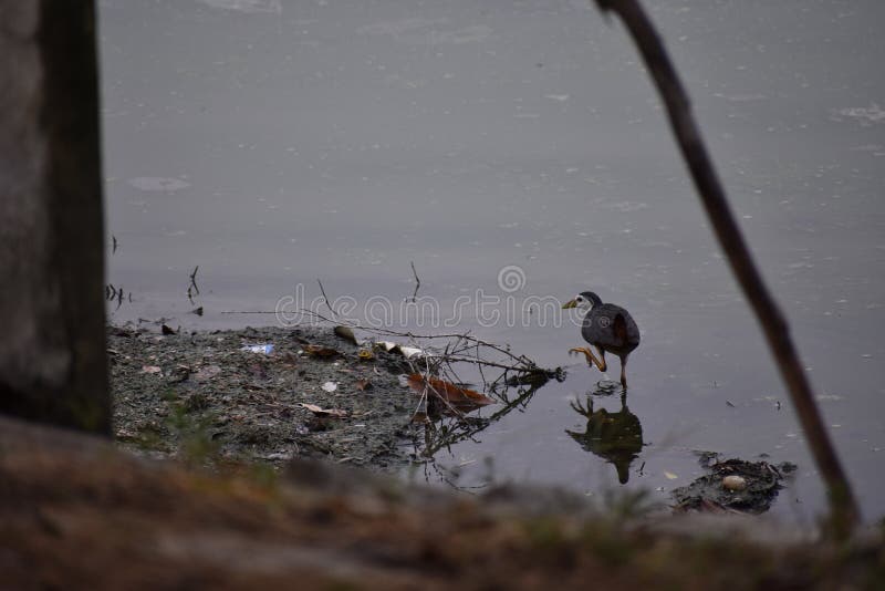 Water quail stock image. Image of green, humannthis, brown - 99648235