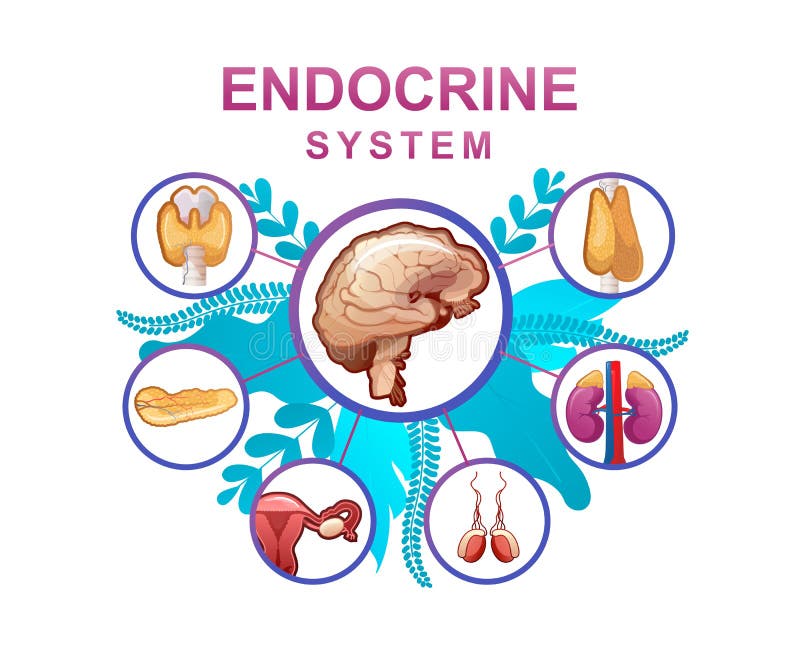 Endocrine System Stock Illustrations – 4,677 Endocrine System Stock ...