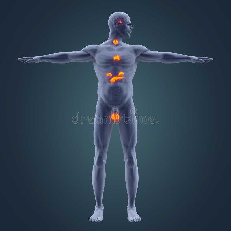 Human Endocrine System Illustration Stock Illustration - Illustration ...