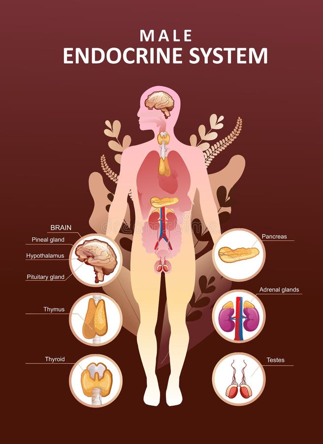 Human Endocrine System Organs Poster Stock Vector - Illustration of ...