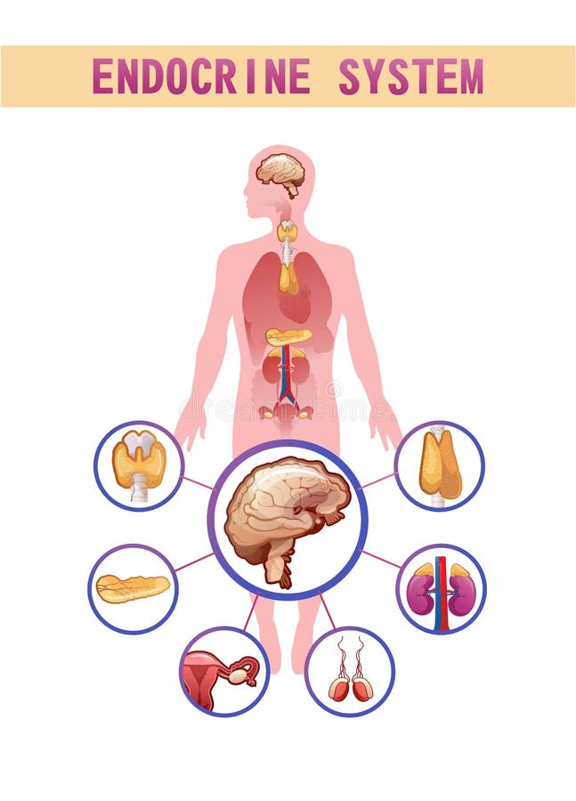 Human Endocrine System Vector Illustration Stock Vector - Illustration ...