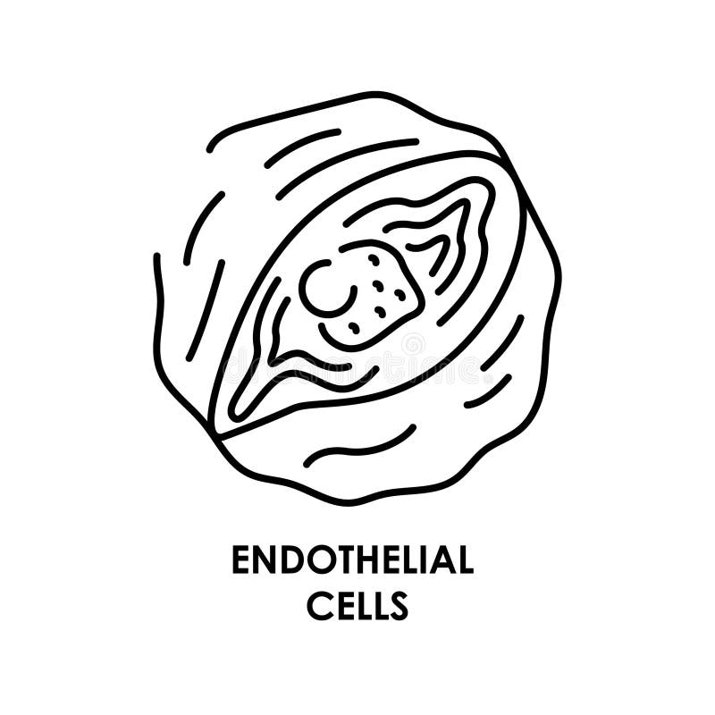 Human Endothelial Cell Color Line Icon. Microorganisms Microbes ...