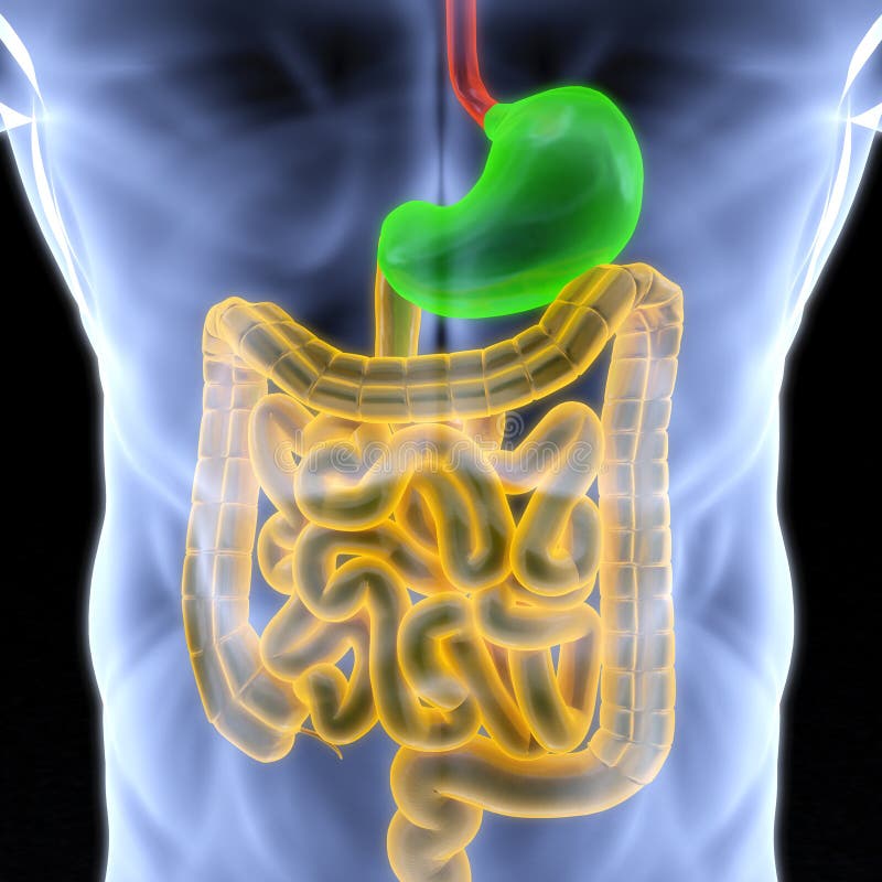 Human entrails stock illustration. Illustration of training - 12455761