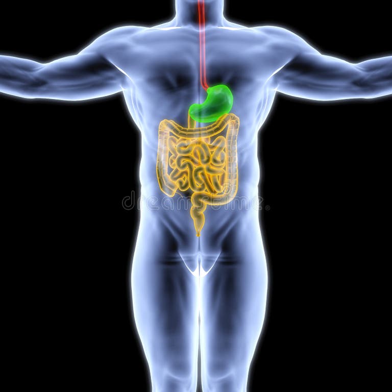 Human Entrails Stock Illustrations – 404 Human Entrails Stock ...