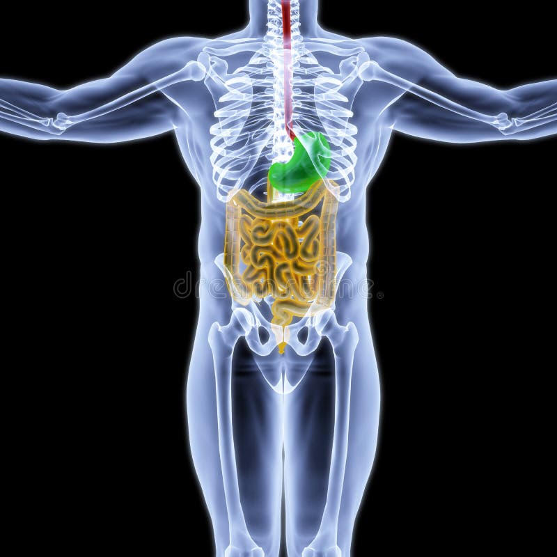 Human entrails stock illustration. Illustration of guts - 13462355