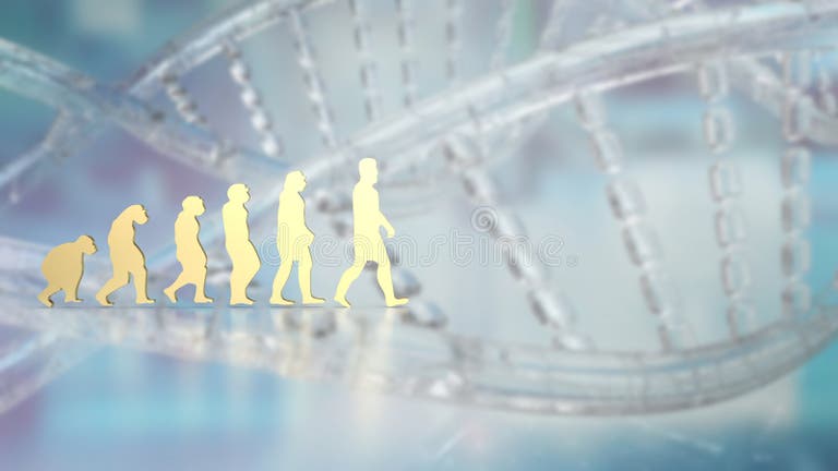 The Human Evolution Image for Education or Sci Concept 3d Rendering ...