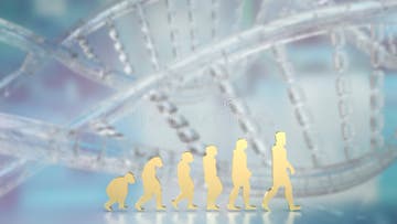 Hominid Skull Evolution Stock Photos - Free & Royalty-Free Stock Photos ...