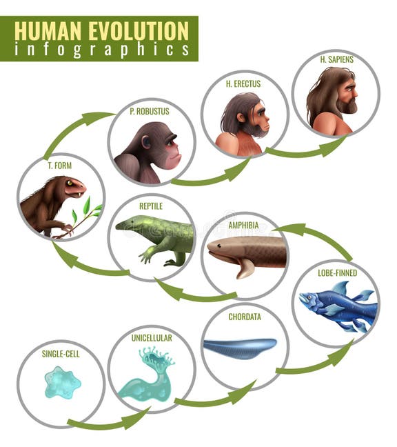 Human Evolution Infographics Stock Vector - Illustration of fish ...