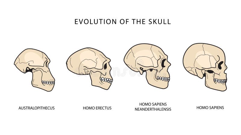 Evolution of the Skull. Human Skull. Australopithecus. Stock Vector ... Evolution of the Skull. Human Skull. Australopithecus. Stock Vector ...