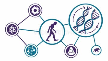 Human Evolution Stages, Evolutionary Process, Human Development and ...