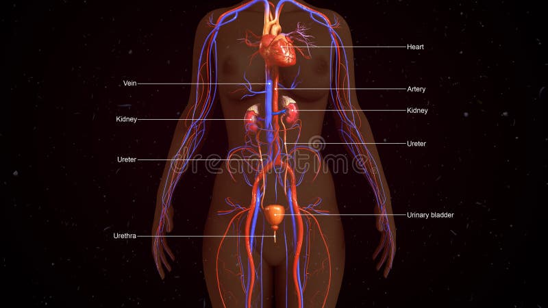 Human Excretory system stock illustration. Illustration of healthcare ...