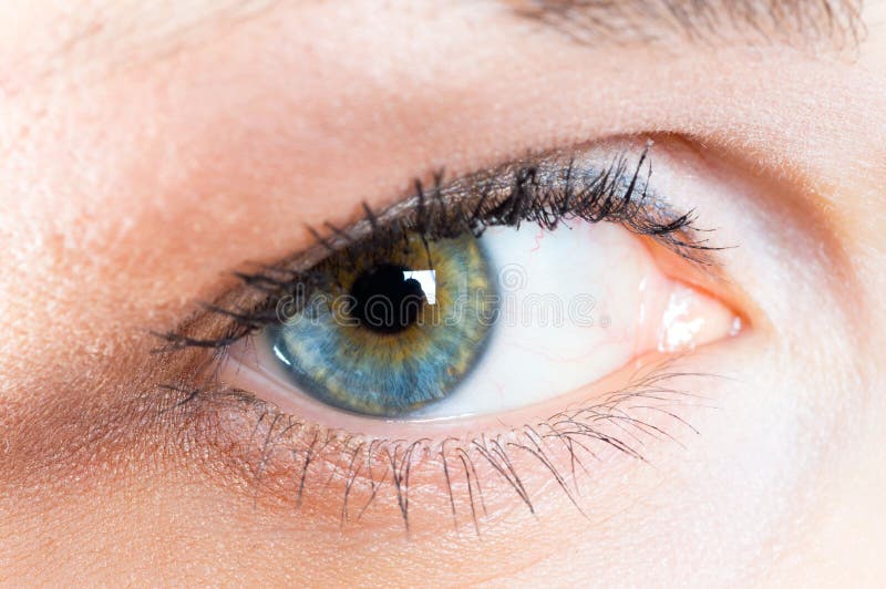 Human Eye stock image. Image of eyes, brows, expectations - 7107089