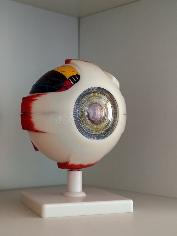 Human Eye Anatomical Model in the Classroom Stock Image - Image of ...