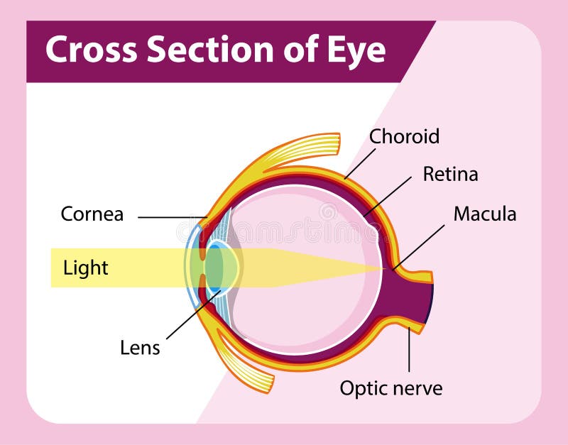 Human Eye Anatomy with Cross Section of Eye Diagram Stock Vector ...