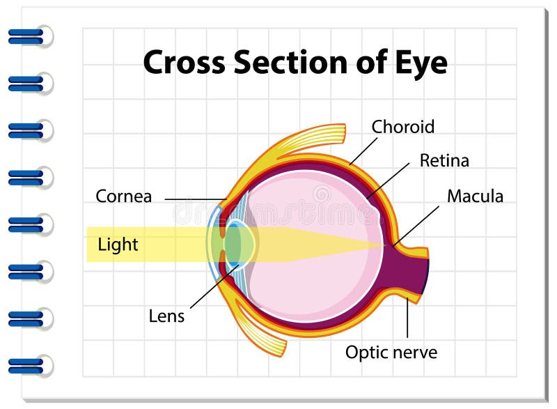 Human Eye Anatomy with Cross Section of Eye Diagram Stock Vector ...