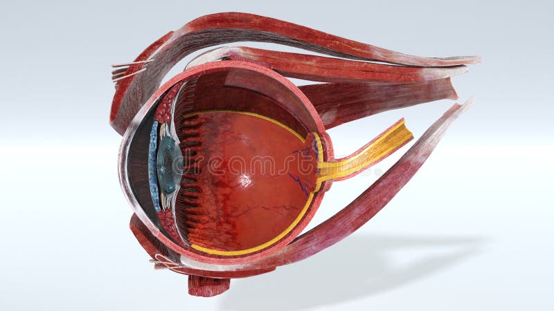 Human Eye Anatomy in Detailed Section Cutaway Stock Image - Image of ...