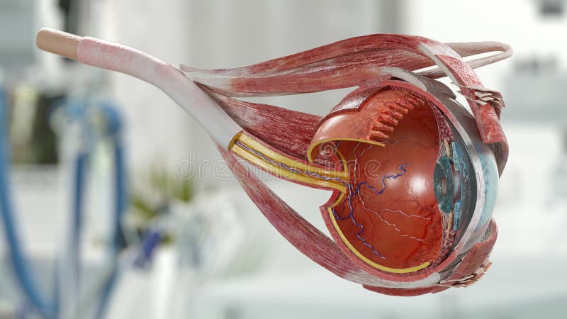 Human Eye Anatomy Educational Visualization Tool Stock Photo - Image of ...