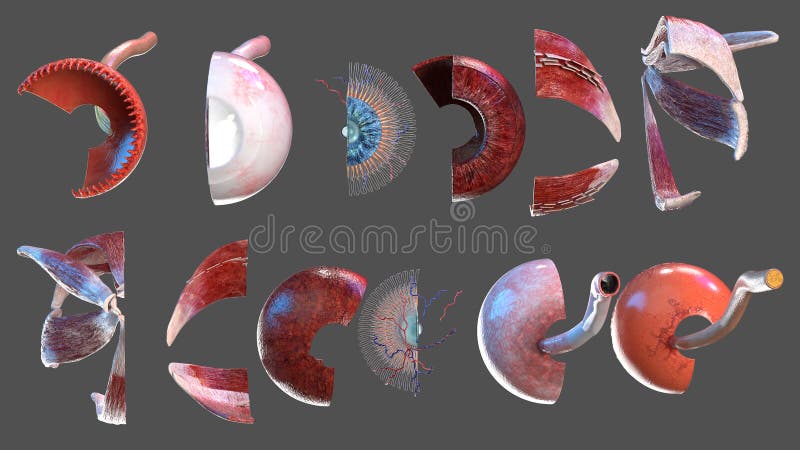 Human Eye Anatomy Exploded View Educational Set Stock Photo - Image of ...