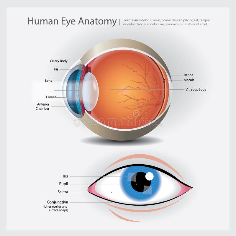 Human Eye Anatomy stock vector. Illustration of eyesight - 163601738