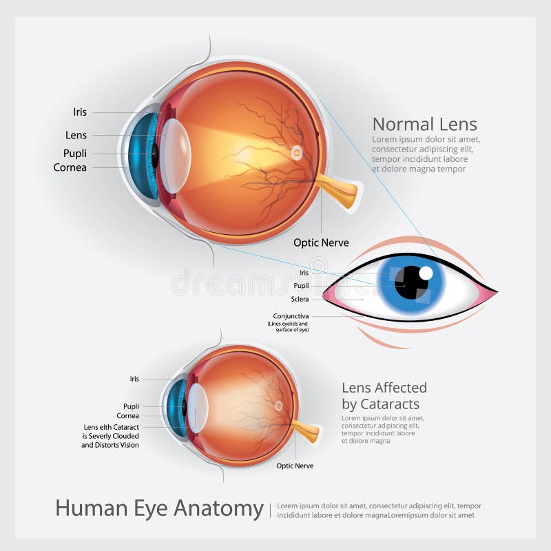 Human Eye Anatomy stock vector. Illustration of care - 103115162