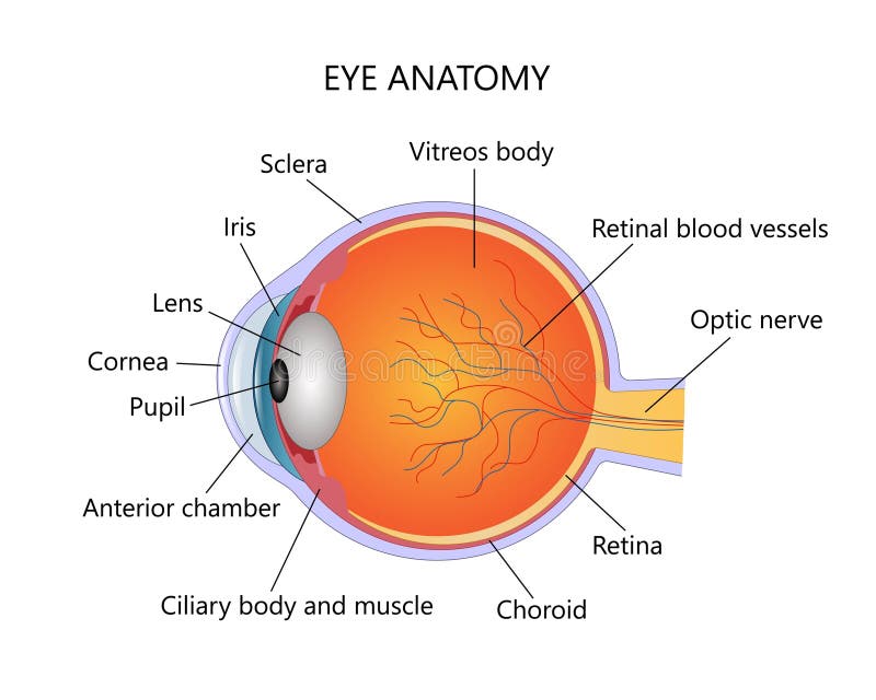 Human Eye Anatomy Illustration with Description on White Background ...