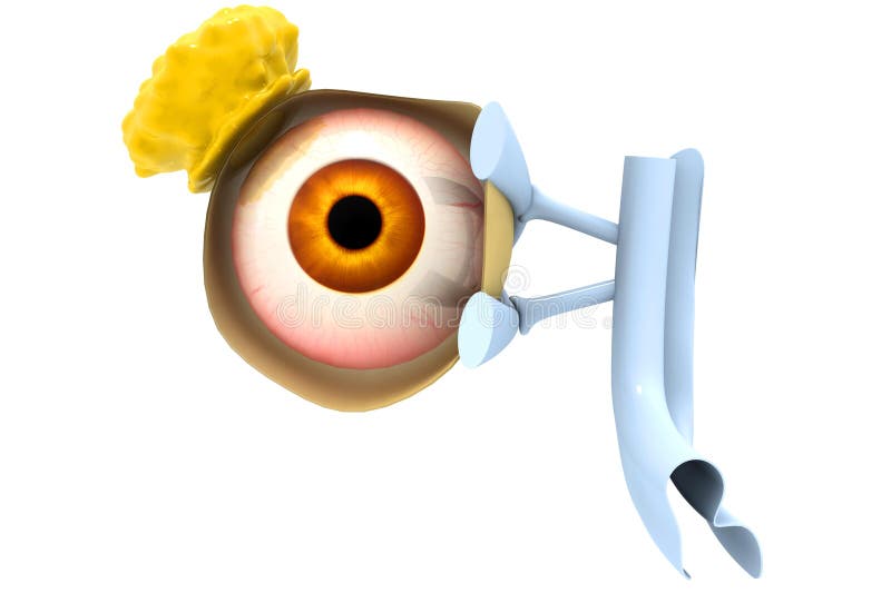 Human Eye Anatomy, Inner Structure Stock Illustration - Illustration of ...