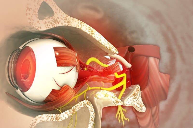 Human Eye Anatomy.inner Structure Stock Illustration - Illustration of ...