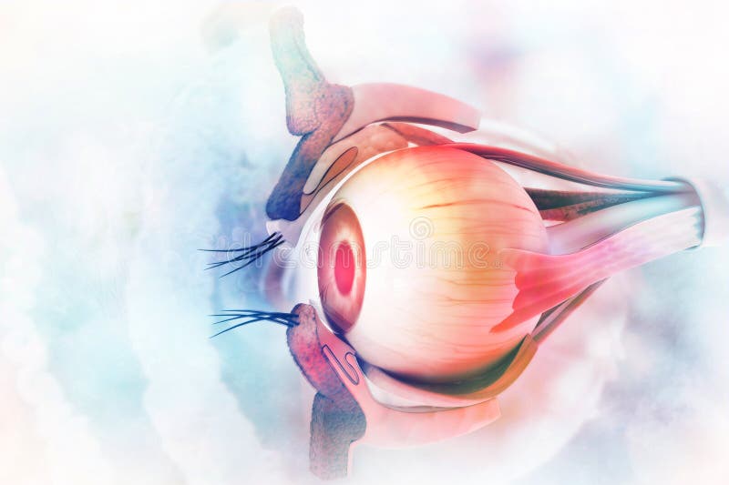 Human Eye Anatomy. Inner Structure Stock Illustration - Illustration of ...