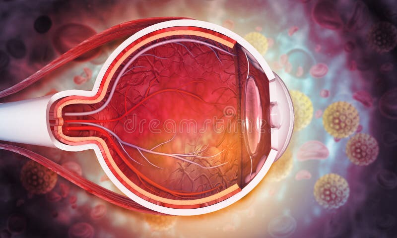Human Eye Anatomy. Inner Structure Stock Illustration - Illustration of ...