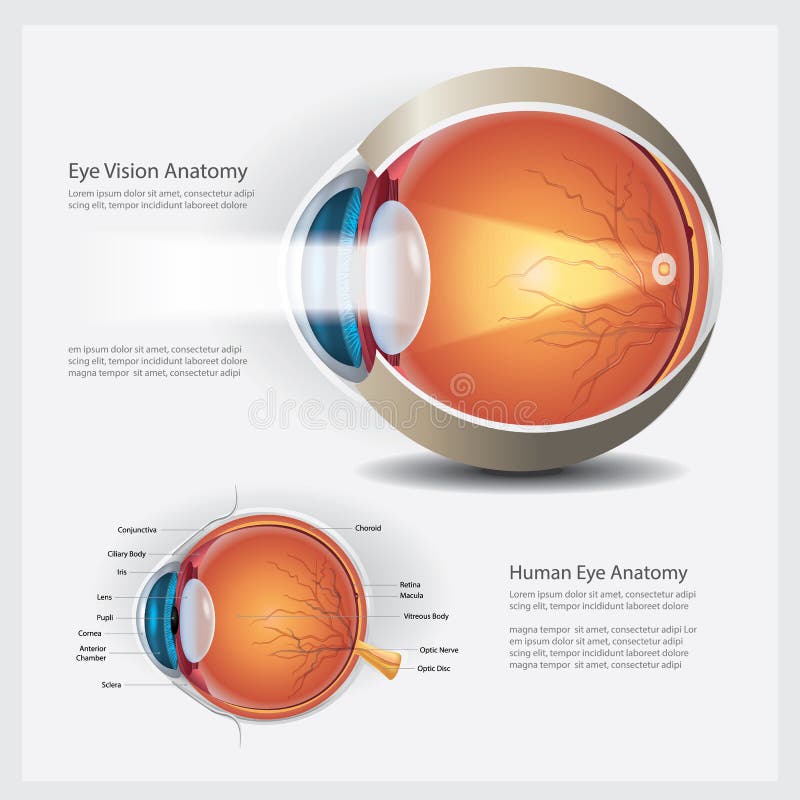 Human Eye Anatomy stock vector. Illustration of ophthalmology - 178008236