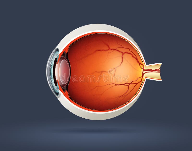 Human eye cross section stock illustration. Illustration of focal - 5501142