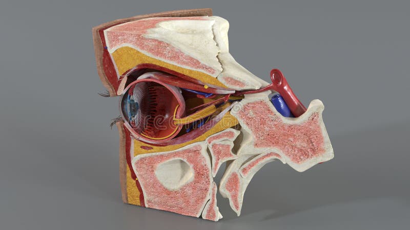 Human Eye Cross Section Educational Anatomy Reference Stock ...