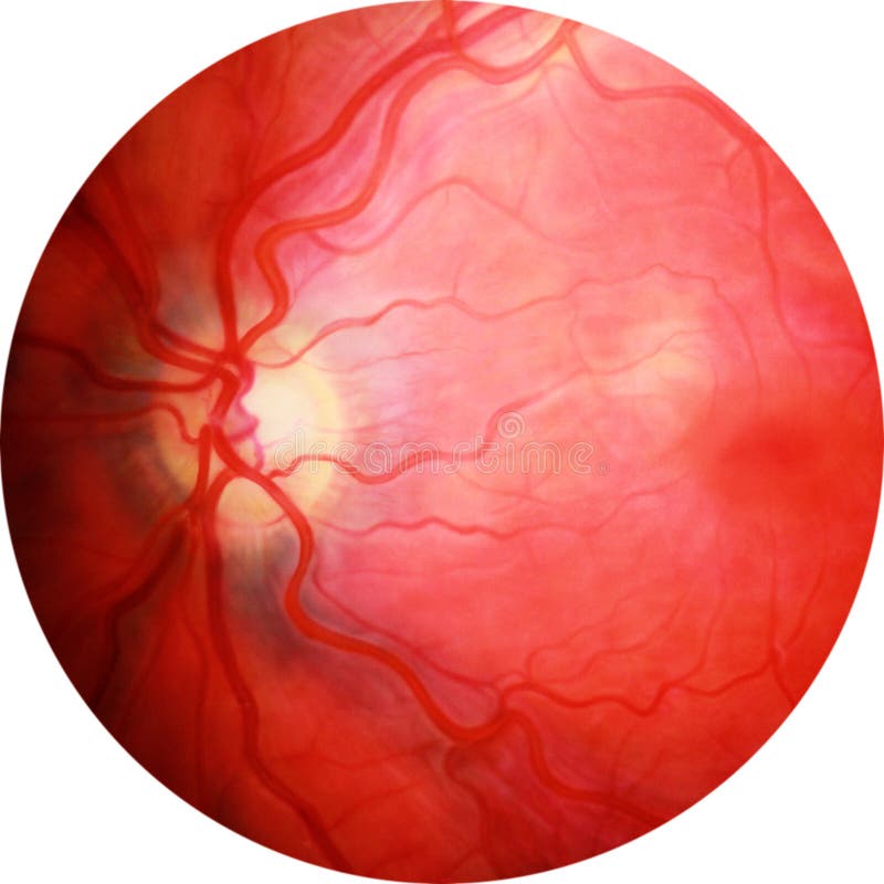 Human eye cross section stock illustration. Illustration of kesiti ...