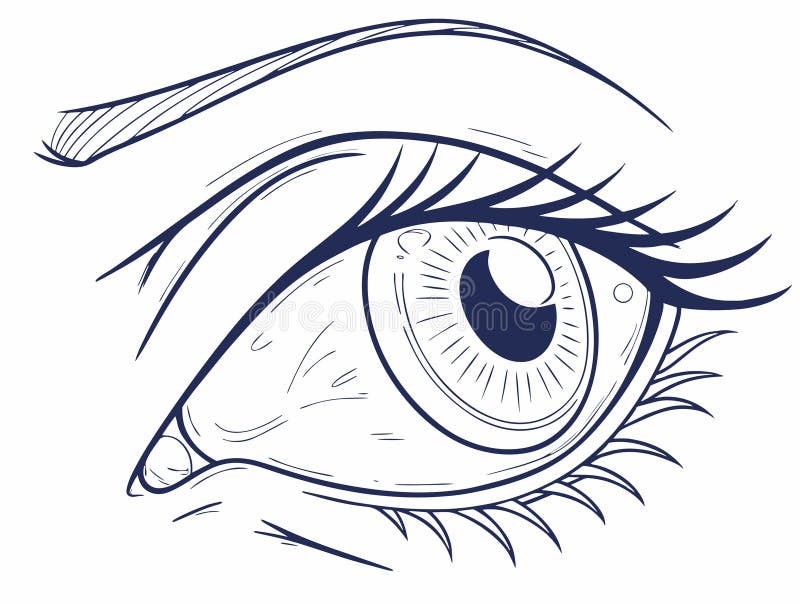 Human eye. Drawn human eye stock illustration. Illustration of look ...